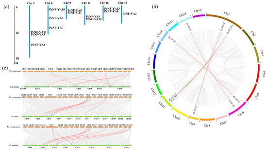 Genome-Wide Identification and Characterization of the NF-YA Gene ...