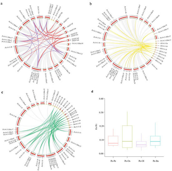 Identification of the 14-3-3 Gene Family in Bamboo and Characterization ...