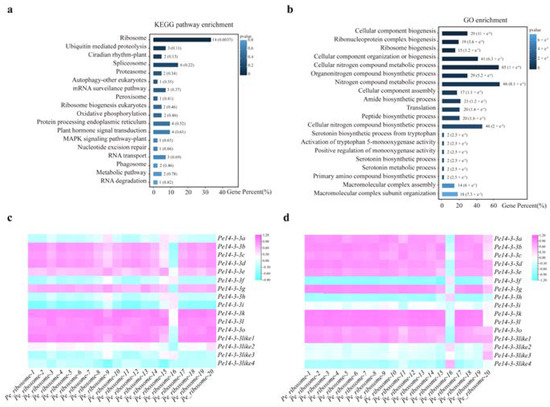 Identification of the 14-3-3 Gene Family in Bamboo and Characterization ...