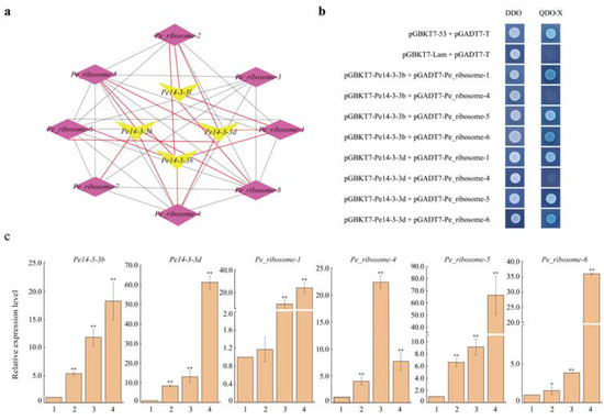 Identification of the 14-3-3 Gene Family in Bamboo and Characterization ...