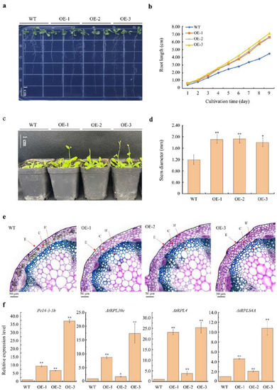 Identification of the 14-3-3 Gene Family in Bamboo and Characterization ...