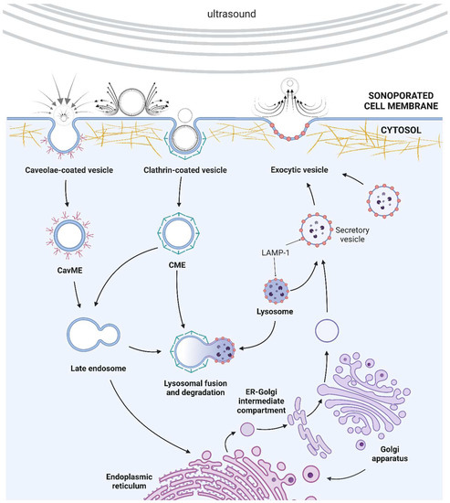 Landscape of Cellular Bioeffects Triggered by Ultrasound-Induced ...