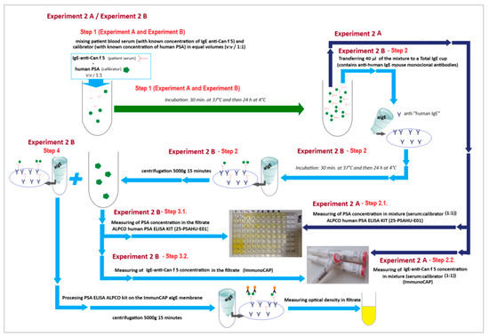IJMS | Free Full-Text | Experimental Research Models to Assess the ...