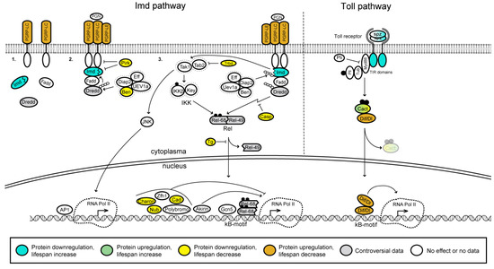 Drosophila as a Model Organism to Study Basic Mechanisms of Longevity