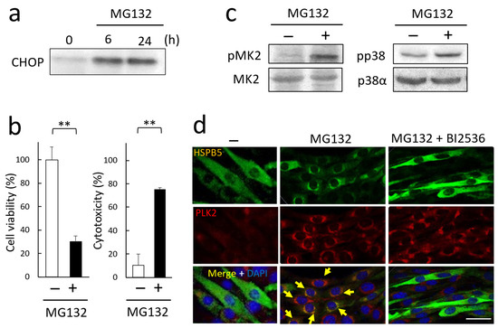 Polo-Like Kinase 2 Plays an Essential Role in Cytoprotection against MG132-Induced Proteasome ...