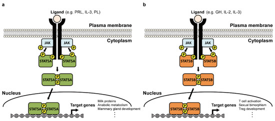 Genomic Mutations of the STAT5 Transcription Factor Are Associated with ...