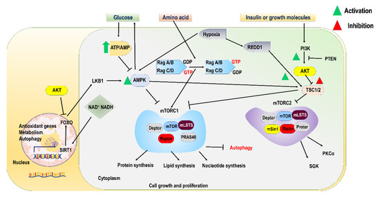 Nutrient-Mediated Perception and Signalling in Human Metabolism: A ...