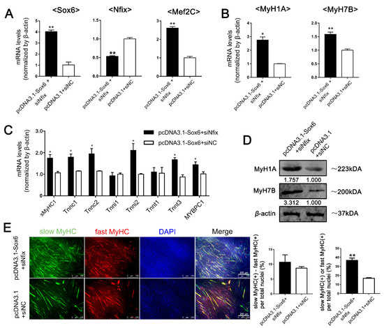 Sox6 Differentially Regulates Inherited Myogenic Abilities and Muscle ...