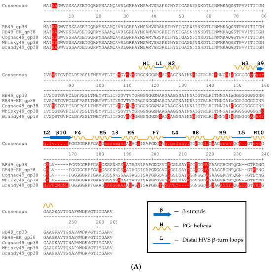 RB49-like Bacteriophages Recognize O Antigens as One of the Alternative Primary Receptors