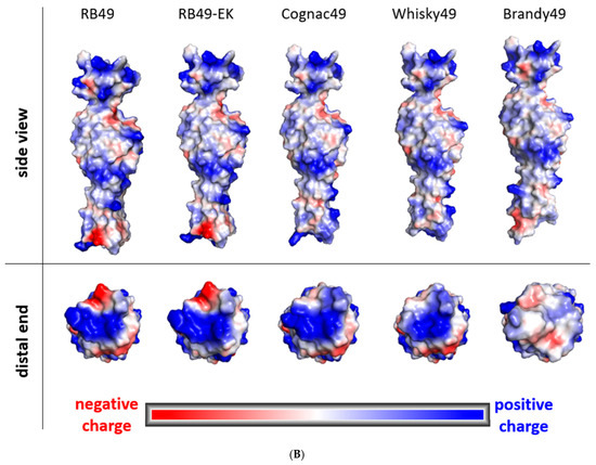 RB49-like Bacteriophages Recognize O Antigens as One of the Alternative Primary Receptors