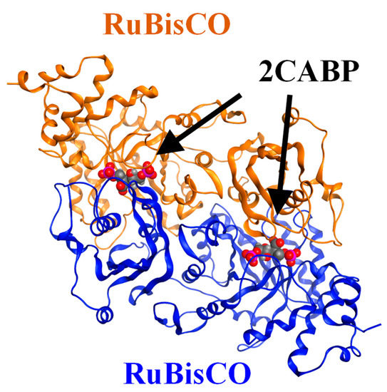 IJMS | Free Full-Text | Interspecies Comparison of Interaction Energies ...