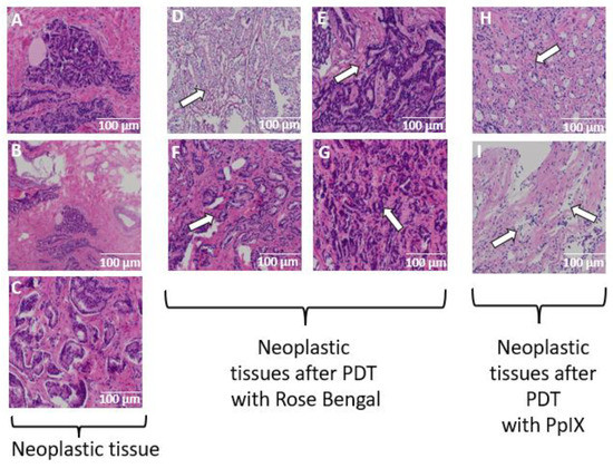 IJMS | Free Full-Text | An Analysis of the Effects of In Vitro ...