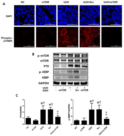 Synthetic Non-Coding RNA for Suppressing mTOR Translation to Prevent ...