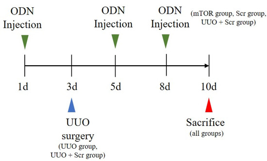 IJMS | Free Full-Text | Synthetic Non-Coding RNA for Suppressing mTOR ...