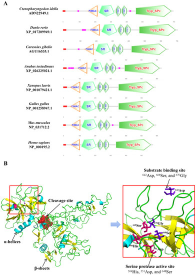 IJMS | Free Full-Text | Functional and Expressional Analyses Reveal the ...