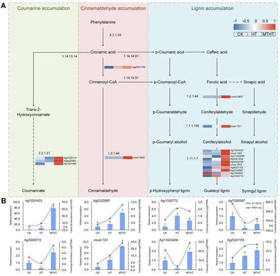 Comparative Physiological and Transcriptomic Analyses of Improved Heat Stress Tolerance in ...