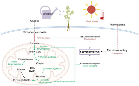 Comparative Physiological and Transcriptomic Analyses of Improved Heat Stress Tolerance in ...
