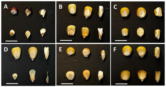 The Italian Research on the Molecular Characterization of Maize Kernel ...