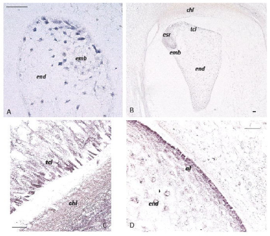 The Italian Research on the Molecular Characterization of Maize Kernel ...
