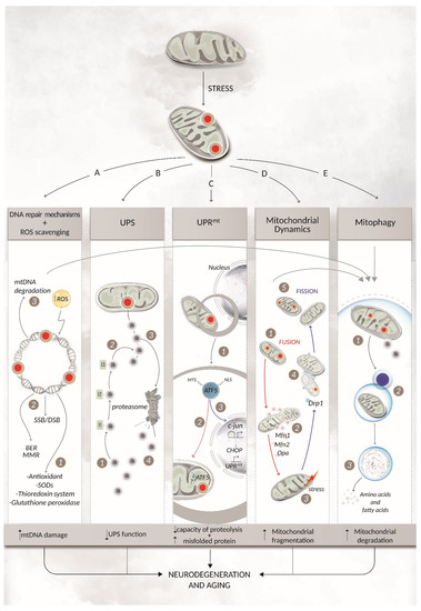 Mitochondrial DNA Repair in Neurodegenerative Diseases and Ageing