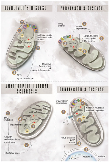 Mitochondrial DNA Repair in Neurodegenerative Diseases and Ageing