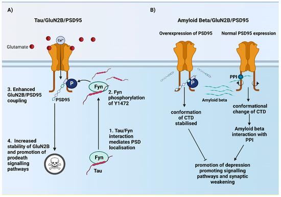 NMDA Receptor C-Terminal Domain Signalling in Development, Maturity ...