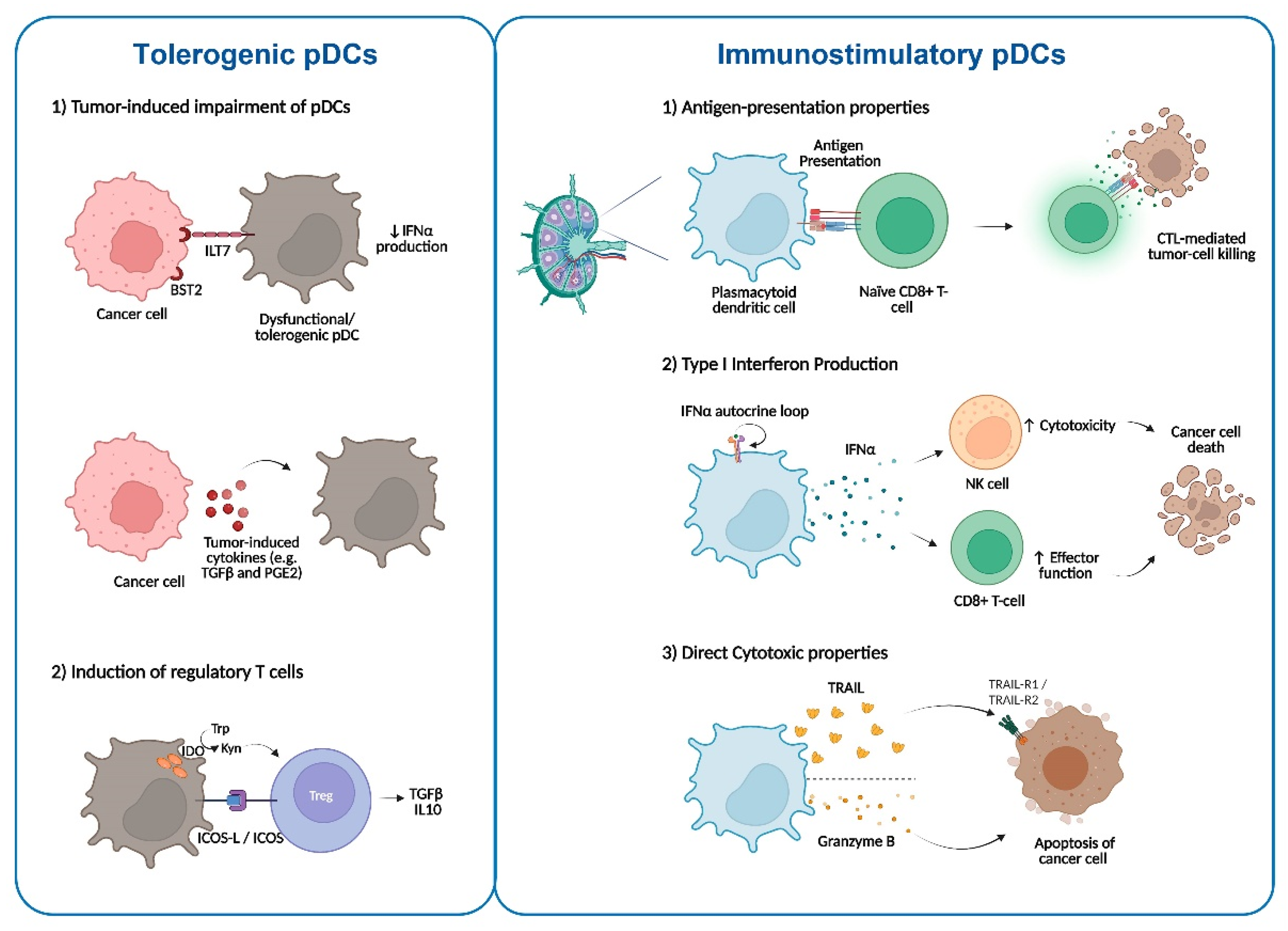 Antigen Presenting Cell Types Antigen Presenting Cell Types