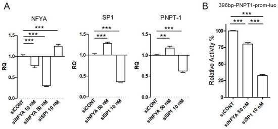 SP1 and NFY Regulate the Expression of PNPT1, a Gene Encoding a ...