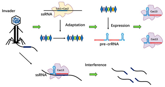 Insights Gained from RNA Editing Targeted by the CRISPR-Cas13 Family