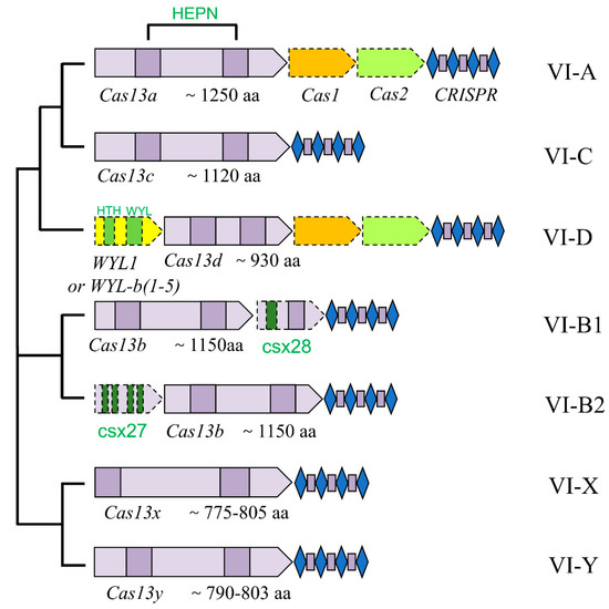 Insights Gained from RNA Editing Targeted by the CRISPR-Cas13 Family
