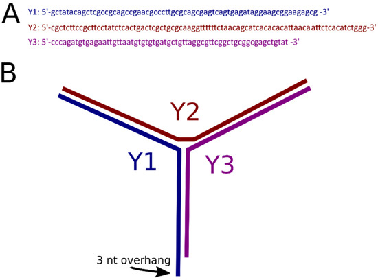 Three-Way DNA Junction as an End Label for DNA in Atomic Force ...