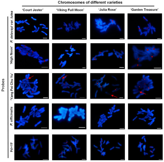 Karyotype Analysis, Genomic and Fluorescence In Situ Hybridization ...