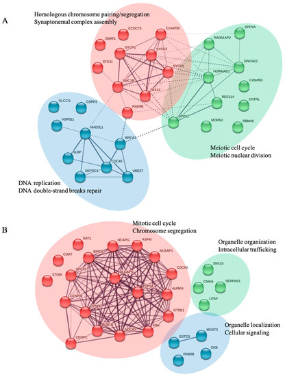 Female Germ Cell Development in Chickens and Humans: The Chicken Oocyte ...