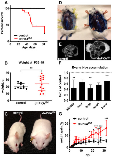 IJMS | Free Full-Text | Vascular and Liver Homeostasis in Juvenile Mice ...