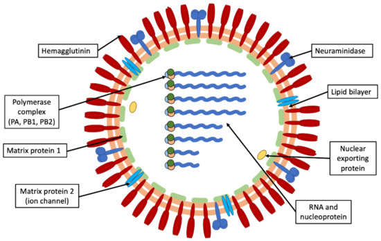 Antiviral Peptides as Anti-Influenza Agents