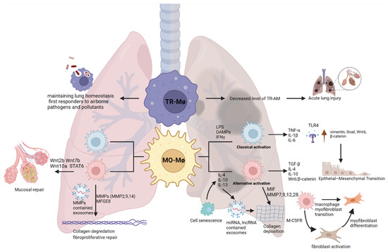 Plasticity towards Rigidity: A Macrophage Conundrum in Pulmonary Fibrosis