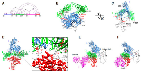 A New Structural Model of Apolipoprotein B100 Based on Computational Modeling and Cross Linking