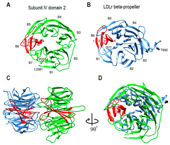 A New Structural Model of Apolipoprotein B100 Based on Computational Modeling and Cross Linking