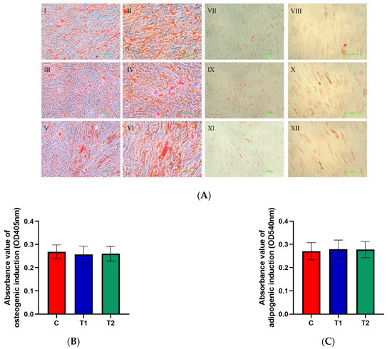 IJMS | Free Full-Text | Cultivation of Cryopreserved Human Dental Pulp ...