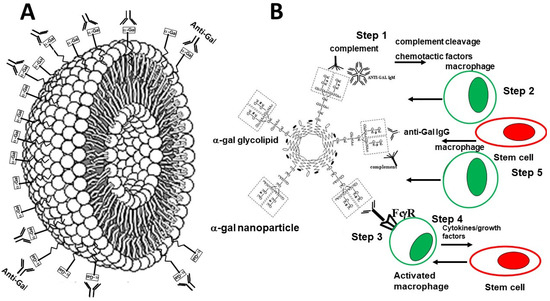 α-Gal Nanoparticles Mediated Homing of Endogenous Stem Cells for Repair ...