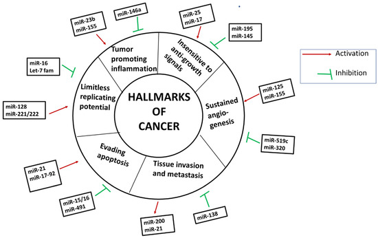 miRNA: A Promising Therapeutic Target in Cancer