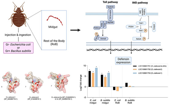 Ijms Free Full Text Characterization Of New Defensin Antimicrobial