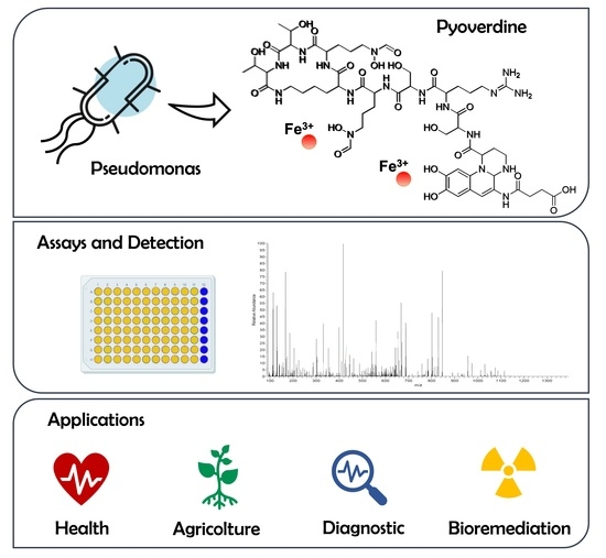 IJMS | Free Full-Text | Novel Insights on Pyoverdine: From Biosynthesis ...