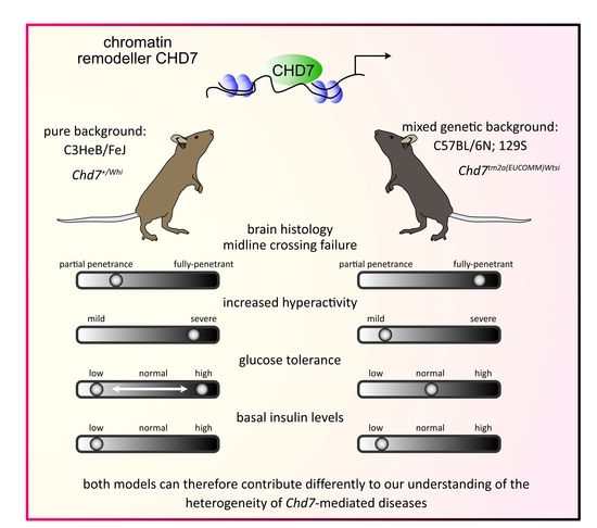 IJMS | Free Full-Text | Characterization of Two Mouse Chd7 Heterozygous ...