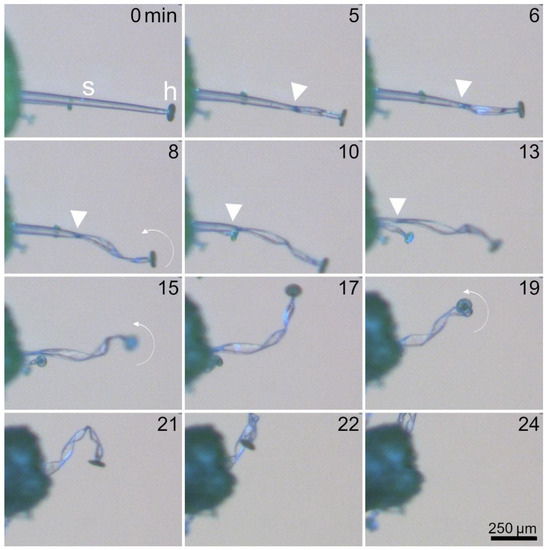 IJMS | Free Full-Text | Chemonastic Stalked Glands in the Carnivorous ...