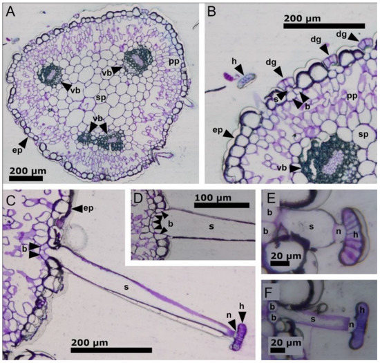 IJMS | Free Full-Text | Chemonastic Stalked Glands in the Carnivorous ...