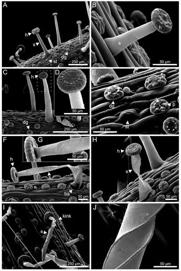 IJMS | Free Full-Text | Chemonastic Stalked Glands in the Carnivorous ...