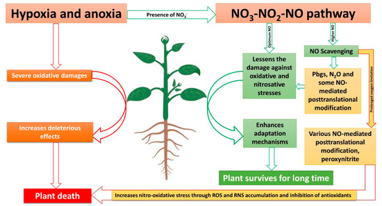 IJMS | Free Full-Text | Nitrate–Nitrite–Nitric Oxide Pathway: A ...