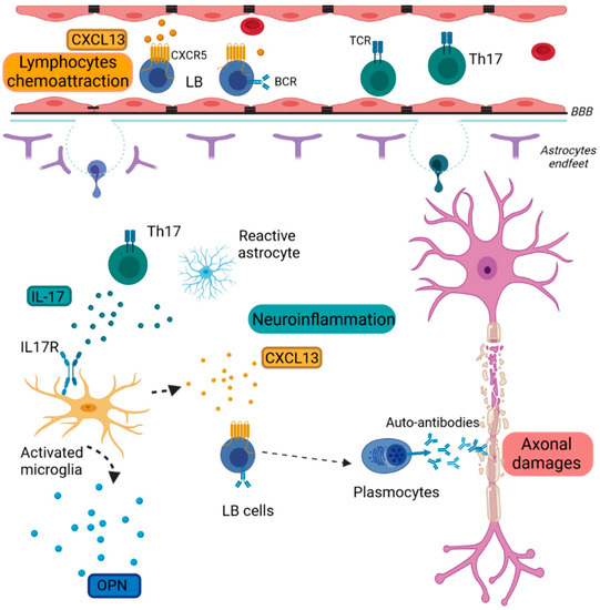 The Translatability of Multiple Sclerosis Animal Models for Biomarkers ...