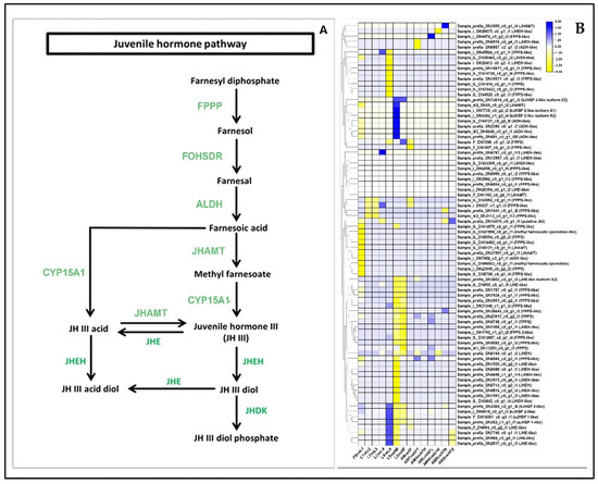Developmental Transcriptome Analysis of Red-Spotted Apollo Butterfly ...
